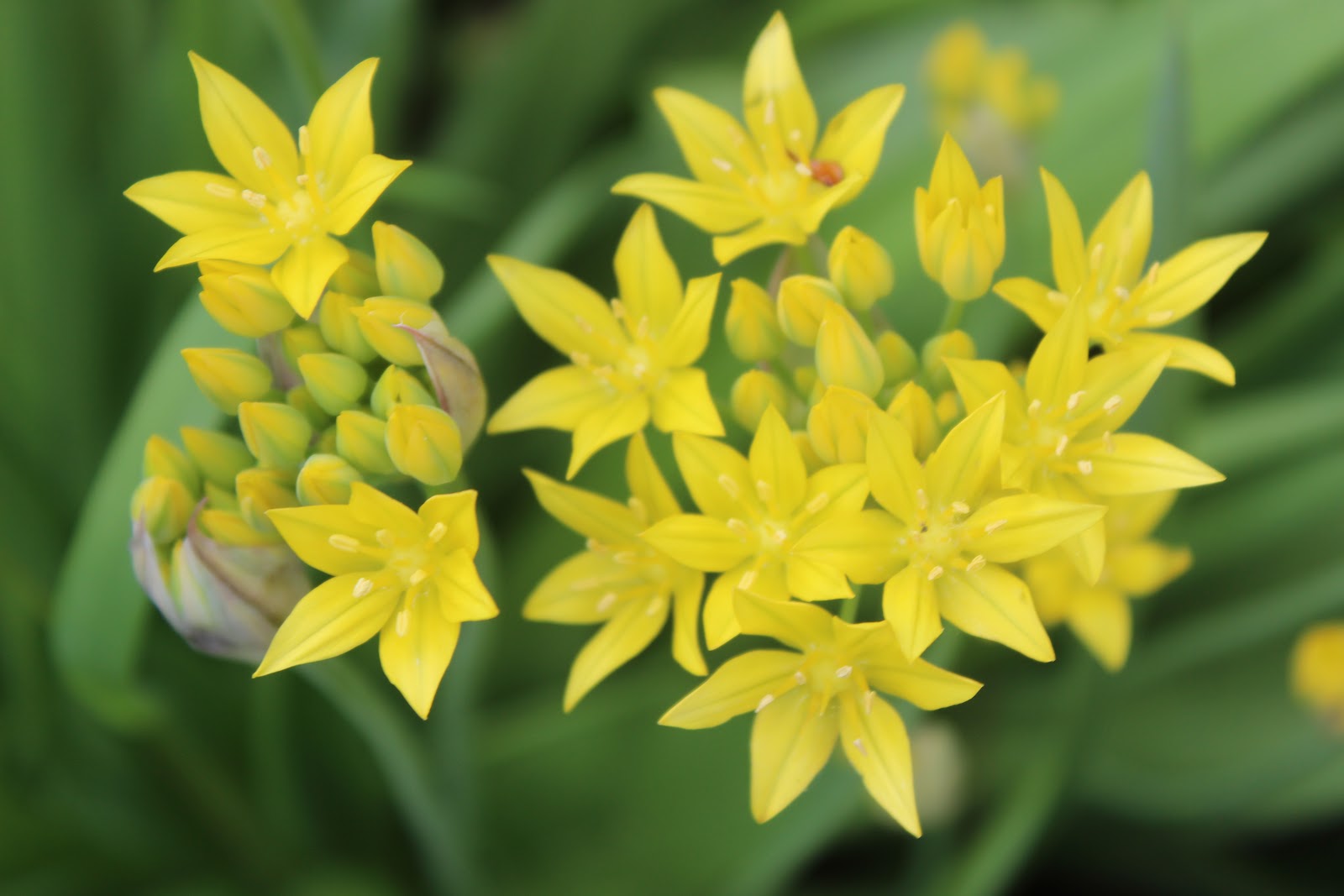 Allium Moly - Yellow Allium Flowers